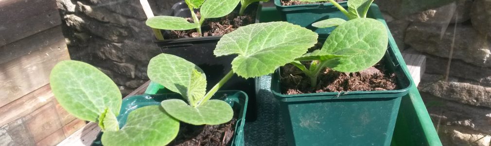 Research – Ali McIntosh